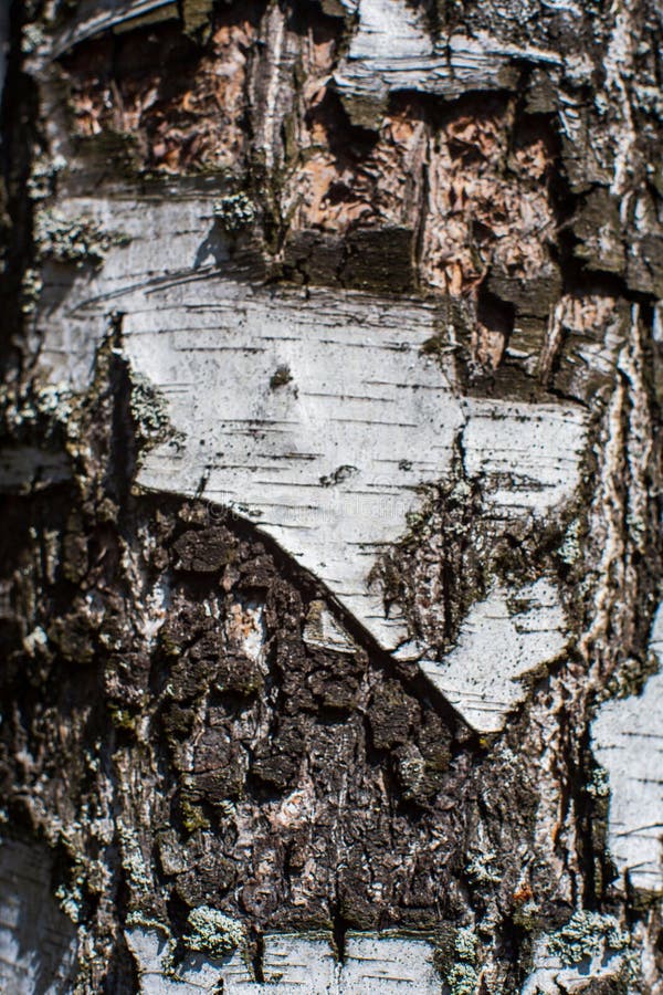 Relief Texture of Tree Old Bark Close-up in the Forest. Natural ...