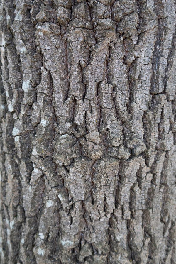 Relief Texture of the Tree Trunk Bark Stock Photo - Image of detail ...