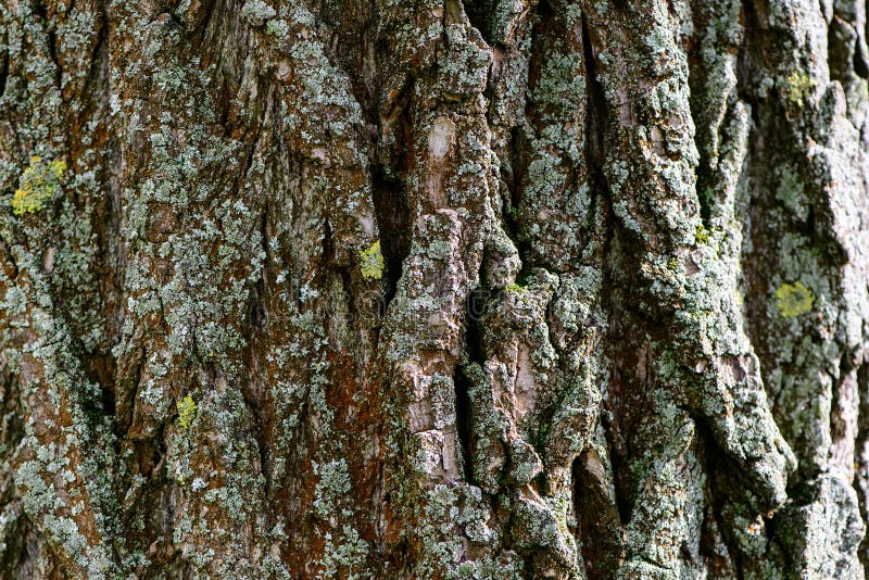 Relief Texture Tree Trunk of the Gray Bark with Green Moss on it ...