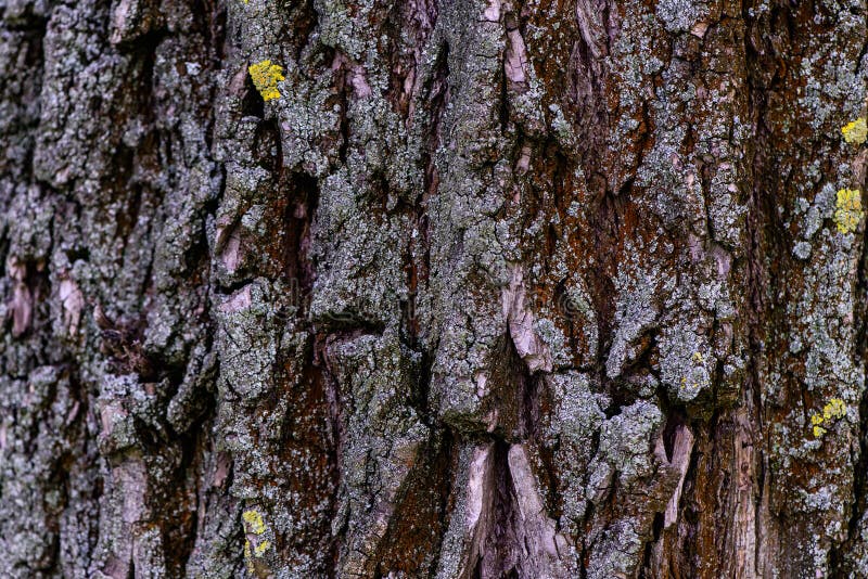Relief Texture Tree Trunk of the Gray Bark with Green Moss on it ...