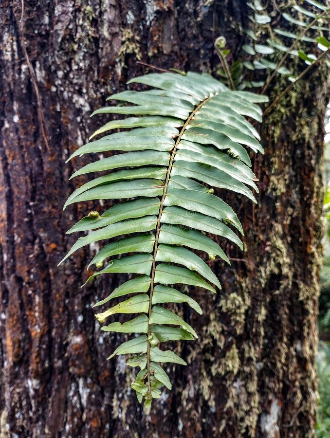 Relief Wood Texture. Tree Background Relief Image of Bark with Roots ...