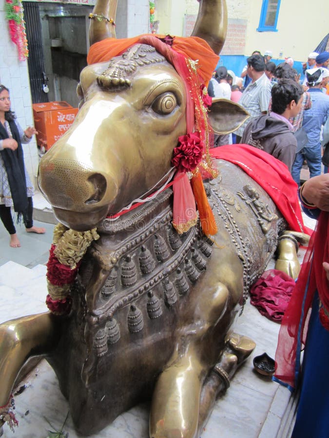 Religious Cow Worshiped editorial photo. Image of worship - 43730946