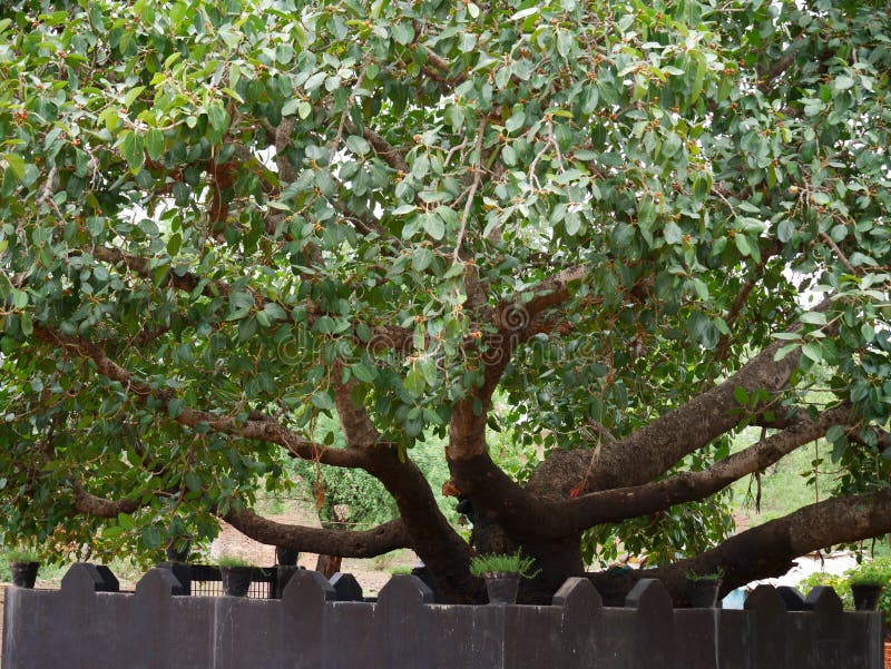 Religious Tree Presented on Full Frame Stock Photo - Image of raider ...