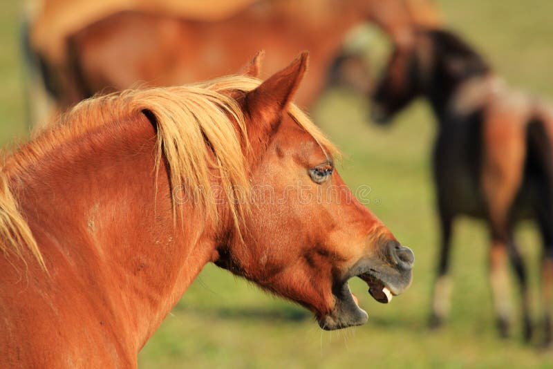 Relincho del caballo imagen de archivo. Imagen de rancho - 26613017