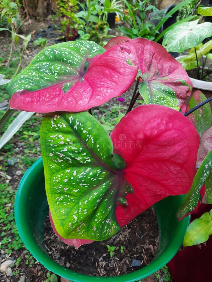 Relland ballet Caladium stock image. Image of plant - 383293177