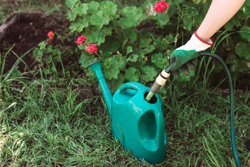 Regadera Automática Del Césped Que Riega La Hierba Verde Regadera Con ...
