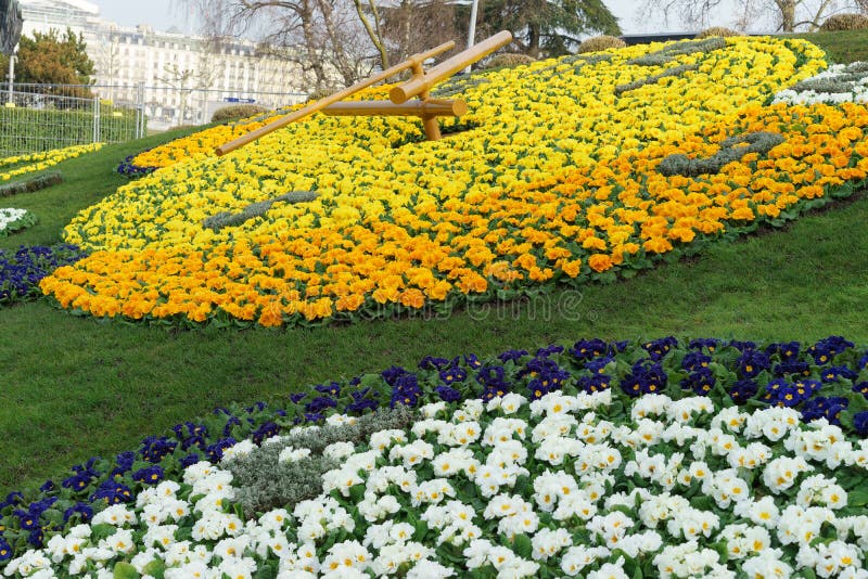 Reloj De La Flor De Ginebra Foto de archivo - Imagen de hermoso, flora ...