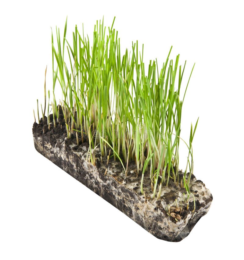 Relva Com Relva Isolada Em Fundo Branco Imagem de Stock - Imagem de ...