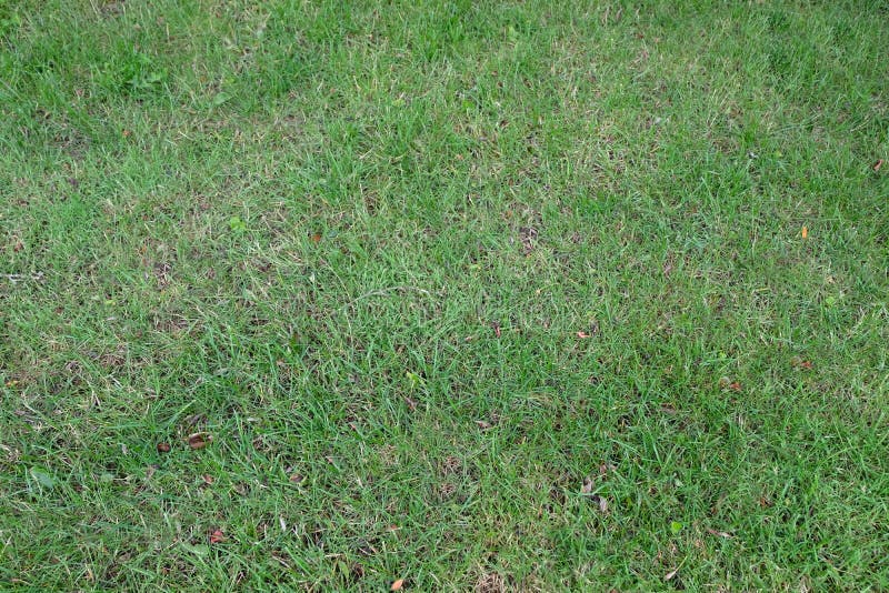 Relva Corada Em Segundo Plano Foto de Stock - Imagem de ninguém, nave ...