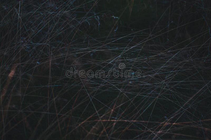 Relva Da Floresta Escura E Sangrenta Foto de Stock - Imagem de parede ...