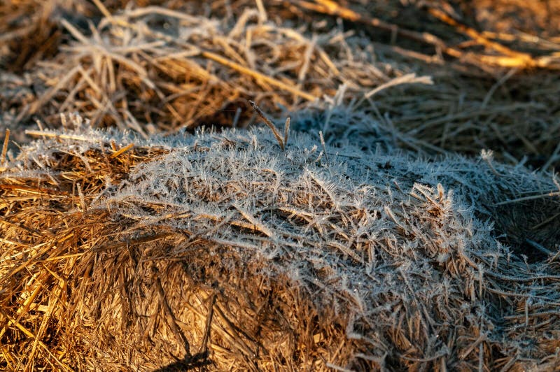 Relva Seca Amarela Coberta De Geada Imagem de Stock - Imagem de ...