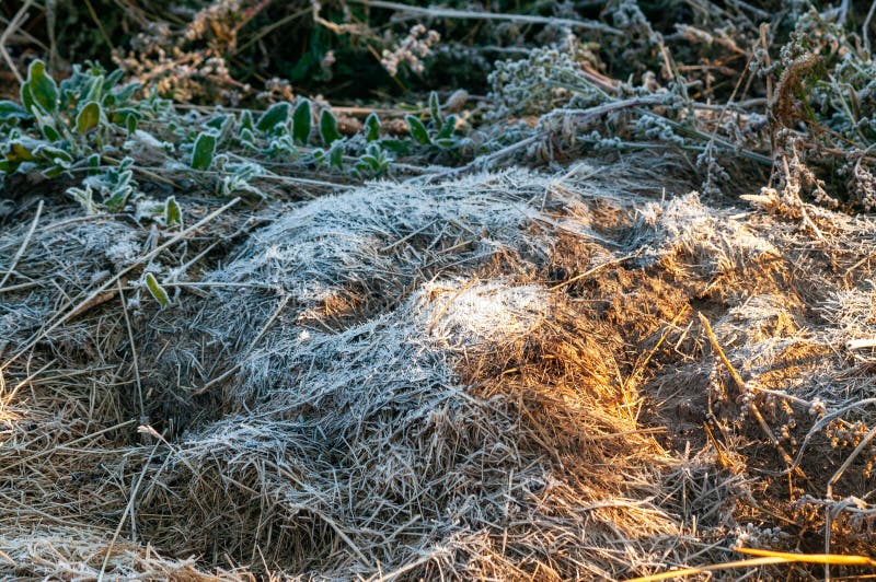Relva Seca Amarela Coberta De Geada Foto de Stock - Imagem de grama ...