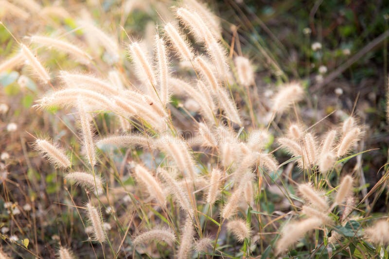 Relva Seca Turva Fundo Natural Imagem de Stock - Imagem de planta ...