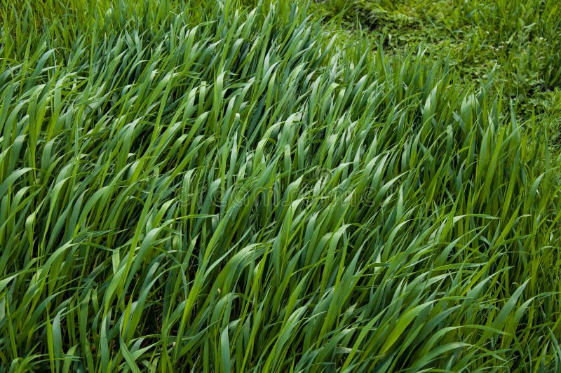 Relva Verde Alta Brilhante. Textura De Grama Imagem de Stock - Imagem ...