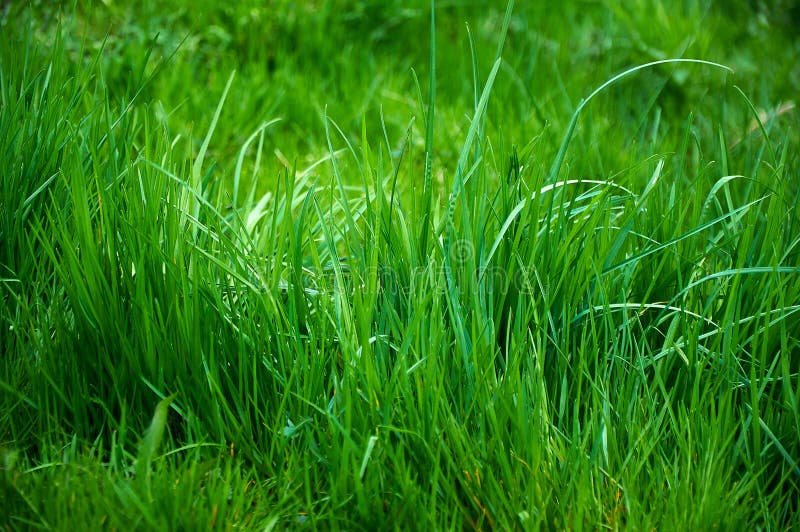 Relva Verde Alta Brilhante. Textura De Grama Imagem de Stock - Imagem ...