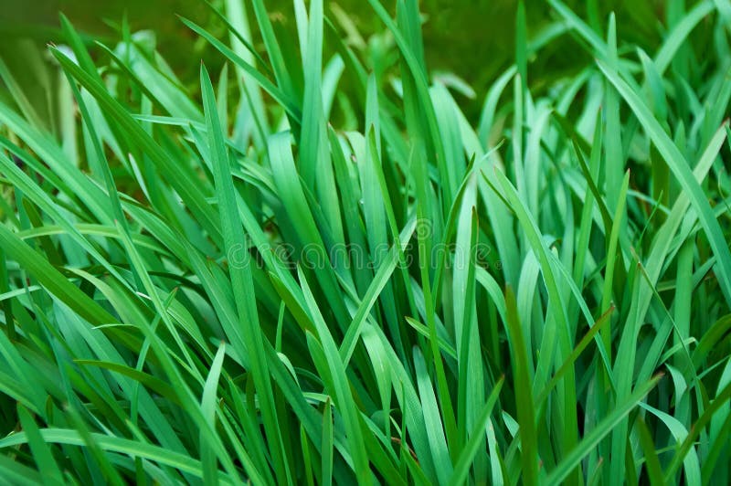 Relva Verde Alta Brilhante. Textura De Grama Foto de Stock - Imagem de ...