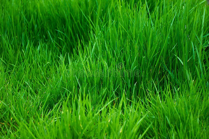 Relva Verde Alta Brilhante. Textura De Grama Imagem de Stock - Imagem ...