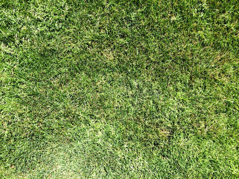 Relva Verde Com Elementos Naturais De Textura Macia Foto de Stock ...