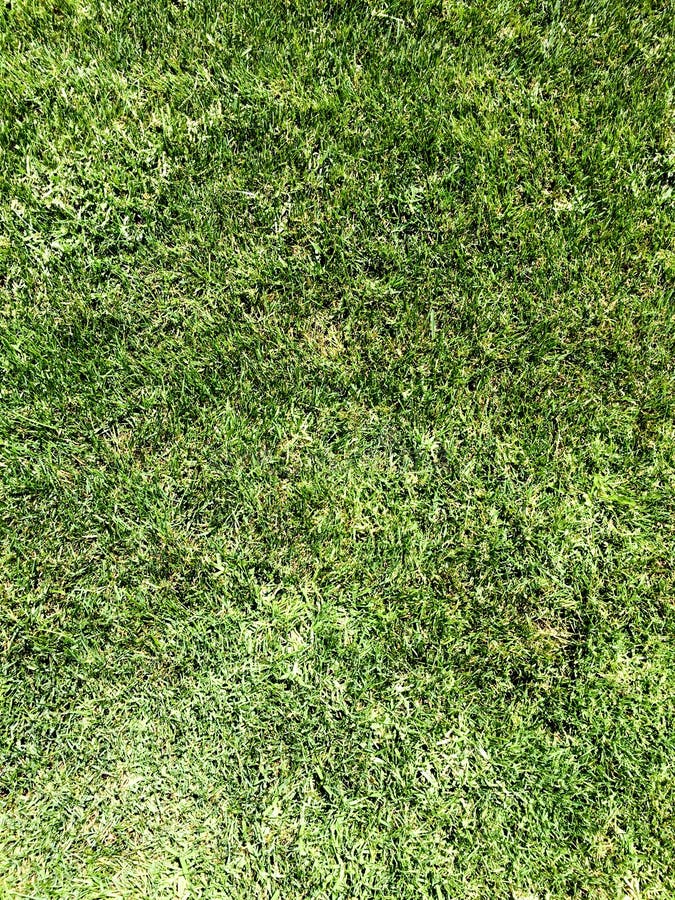 Relva Verde Com Elementos Naturais De Textura Macia Foto de Stock ...