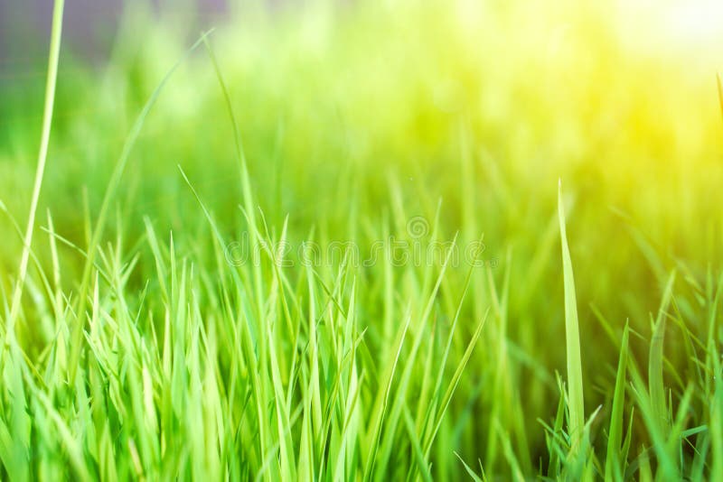Relva Verde Com Sol Flare E Relva Verde Indefinida Imagem de Stock ...