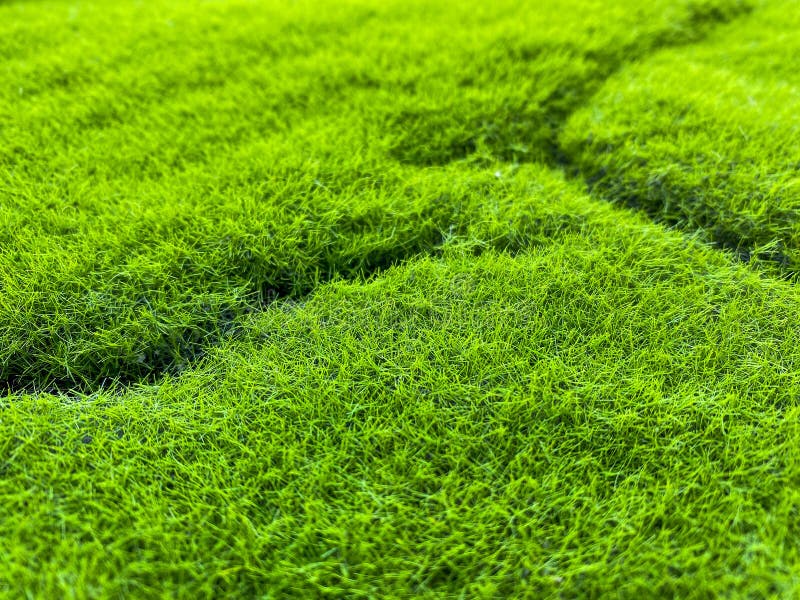 Relva verde como fundo imagem de stock. Imagem de fresco - 243276509