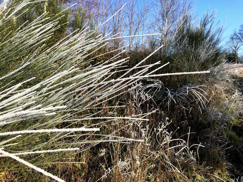 Relva Verde Comprida Com Geada. Foto de Stock - Imagem de floresta ...