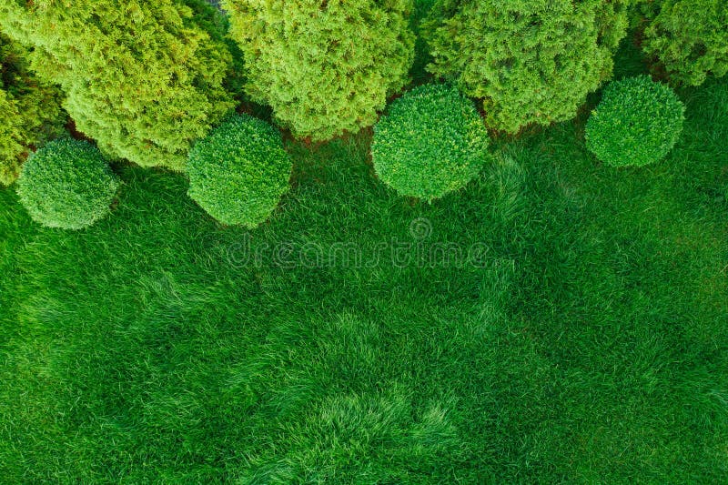 Relva Verde De Relva De Relva E Boxwood E Thuja Foto de Stock - Imagem ...