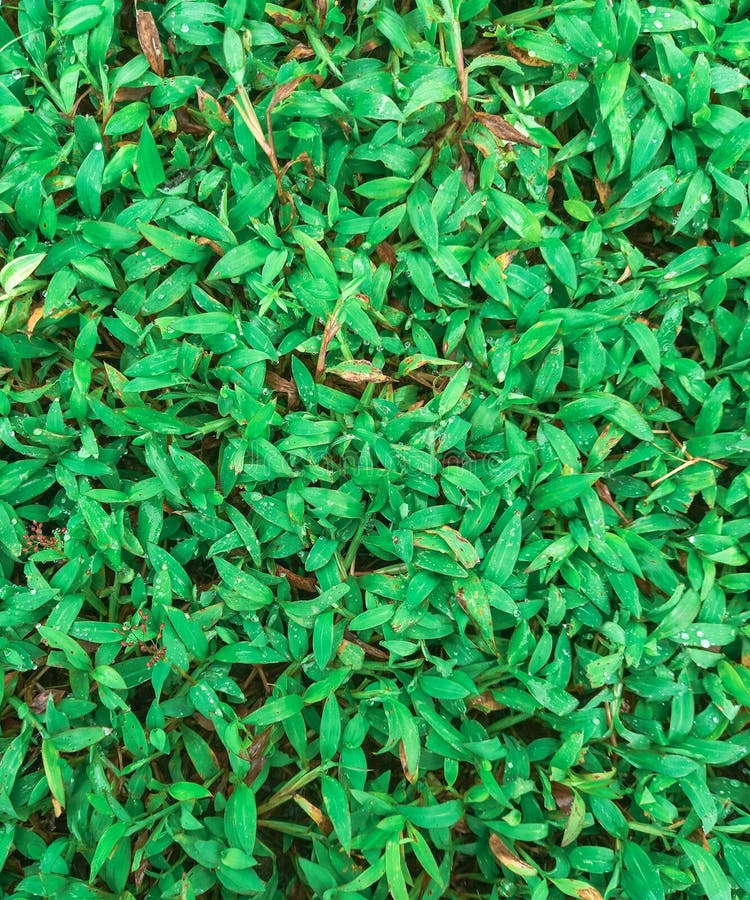 Relva verde de textura imagem de stock. Imagem de planta - 258785733