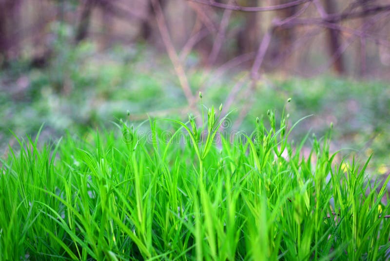 Relva verde foto de stock. Imagem de seletivo, verde - 179945514