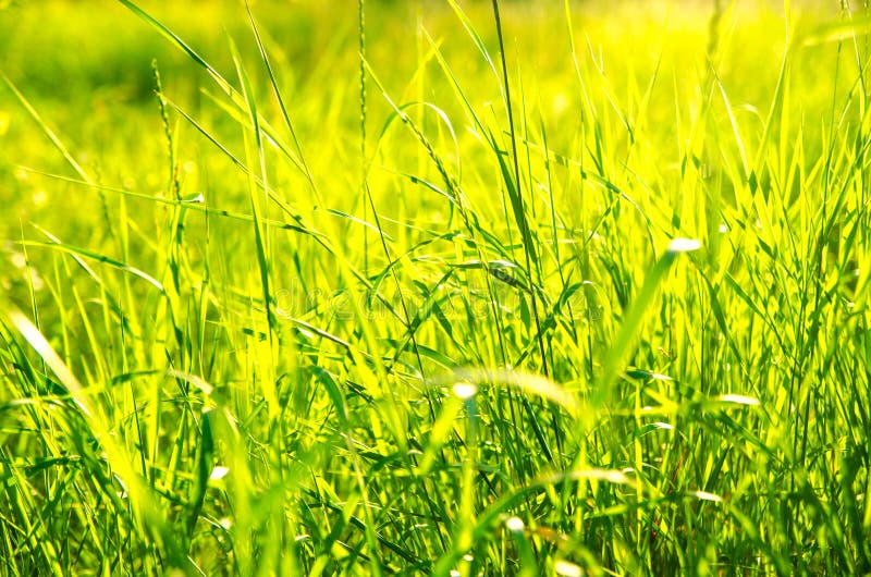 Relva verde foto de stock. Imagem de beleza, frescor - 159837998