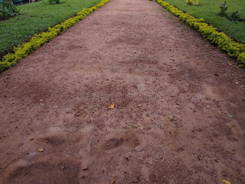 Relva Verde-lama E Planta Colorida Amarela Foto de Stock - Imagem de ...