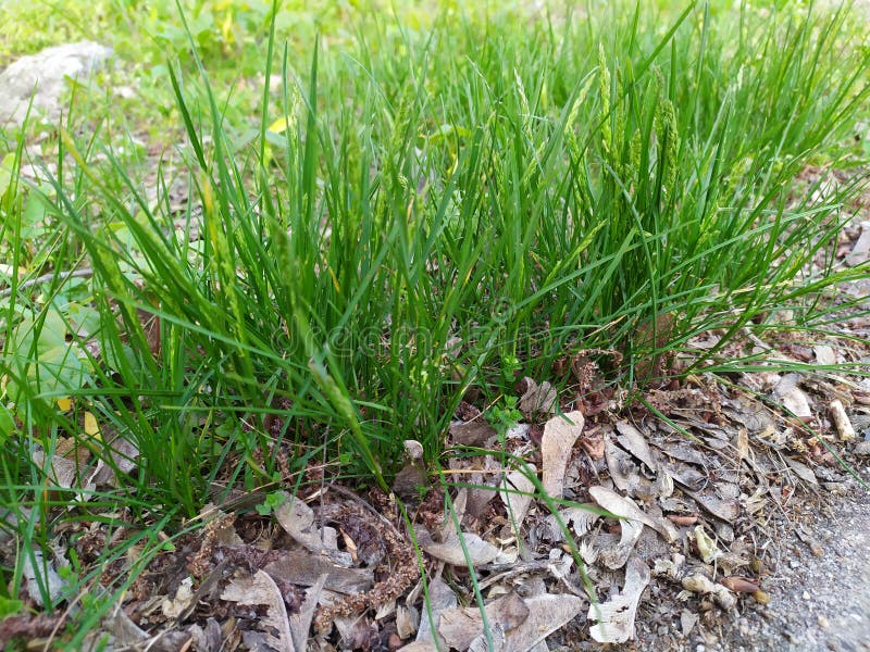 Relva verde Lawn imagem de stock. Imagem de plantas - 179969447