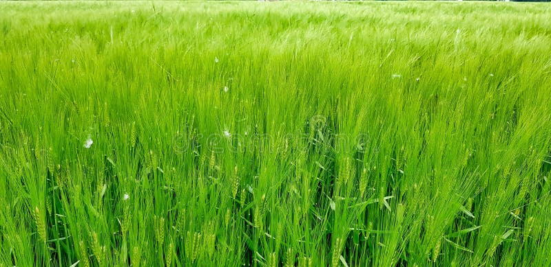 Relva Verde No Campo Como Fundo Imagem de Stock - Imagem de nave, trigo ...