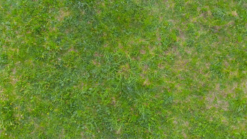 Relva Verde No Campo Ver a Partir De Cima Foto de Stock - Imagem de ...