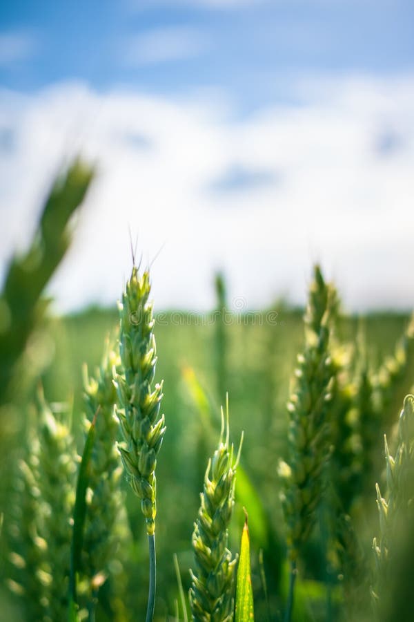 Relva Verde Selvagem Com Fundo Desfocado Imagem de Stock - Imagem de ...