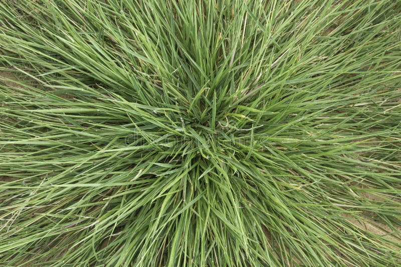 Relva verde foto de stock. Imagem de grama, weed, planta - 168409550
