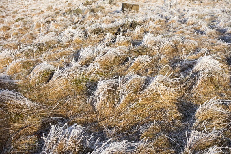 Relvado da grama foto de stock. Imagem de beleza, seco - 14577360