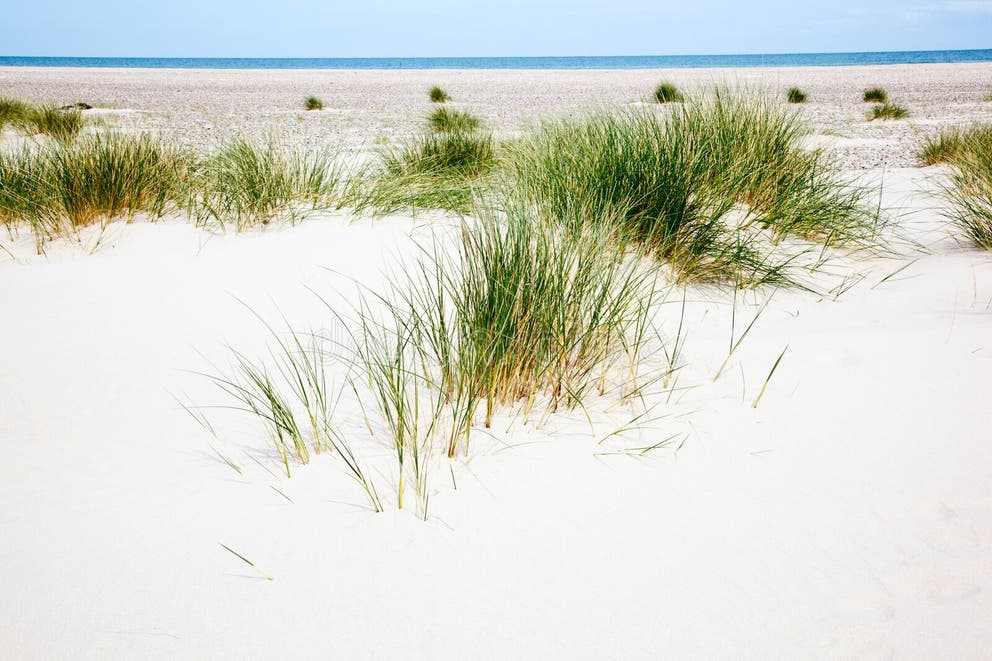 Relvado da grama foto de stock. Imagem de beleza, seco - 14577360