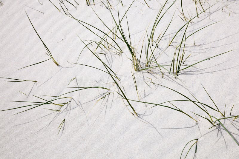 Relvado da grama foto de stock. Imagem de beleza, seco - 14577360