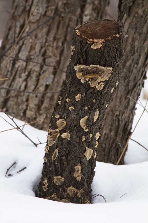 Remain of Dead Tree with Fungus Growing Close Up Stock Photo - Image of ...