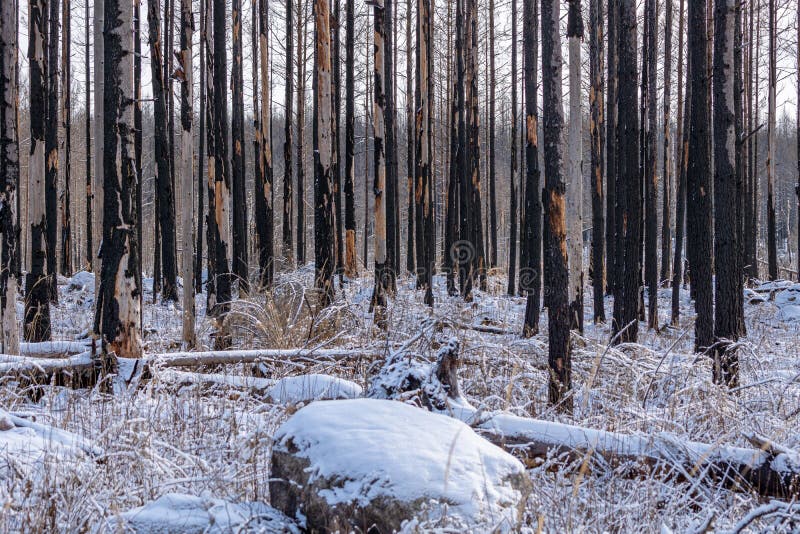Remaining Dead Burnt Trees after a Forest Fire Stock Image - Image of ...