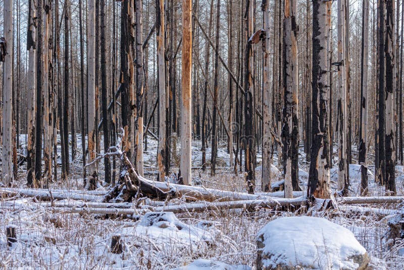 Remaining Dry and Dead Trees after a Forest Fire Stock Photo - Image of ...