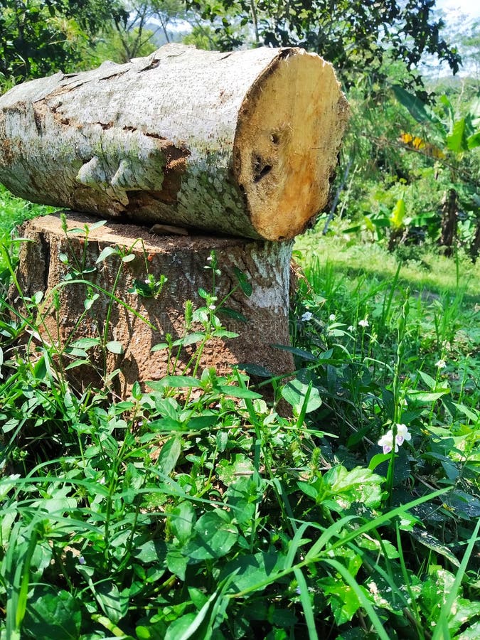 Selective Logging System Stock Photos - Free & Royalty-Free Stock ...