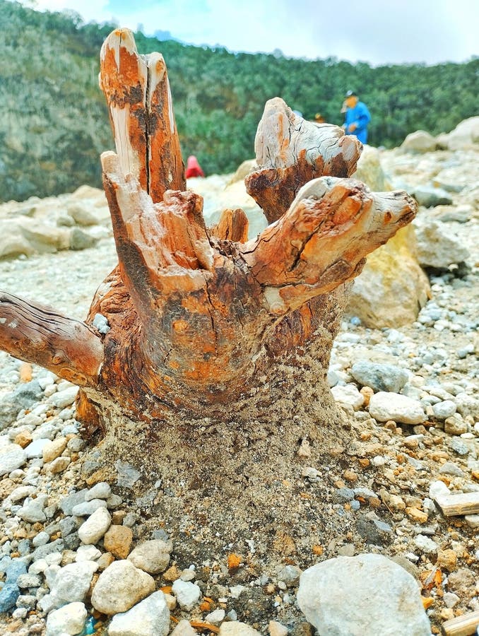 The Remaining Pieces of a Tree with the Roots Visible Stock Photo ...