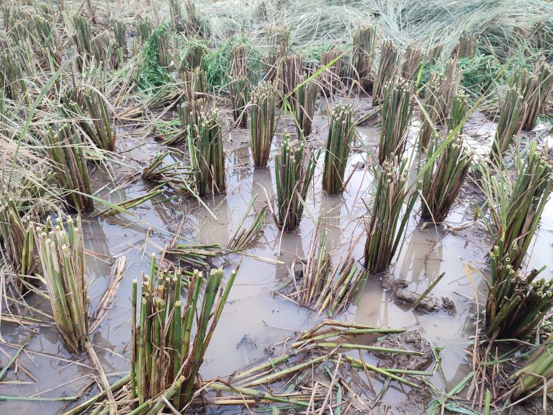 Remaining Rice Roots and Rice Stalks that Have Been Harvested Stock ...