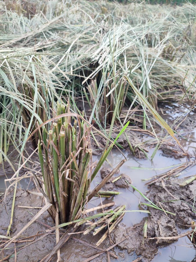 Remaining Rice Roots and Rice Stalks that Have Been Harvested Stock ...