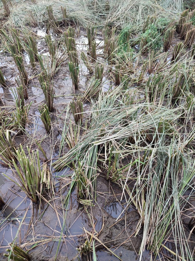 Remaining Rice Roots and Rice Stalks that Have Been Harvested Stock ...