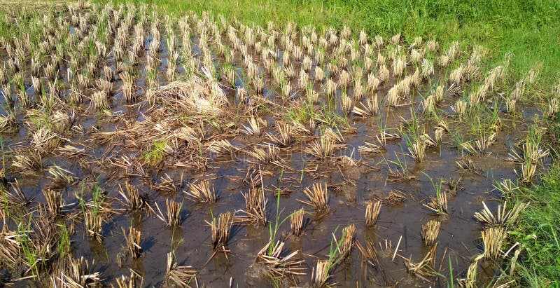 The Remaining Rice Trees that Have Been Harvested To Brown Stock Image ...
