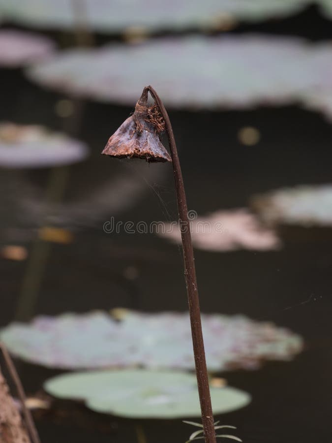 The Remaining of Rotten Lotus Flower in Pond Stock Image - Image of ...