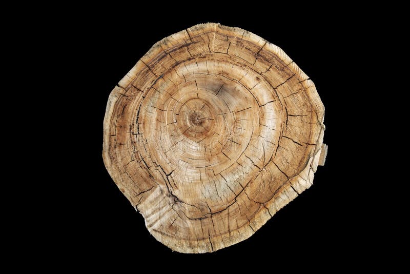 Remaining Tree Stump from a Trimmed Tree Trunk Stock Image - Image of ...